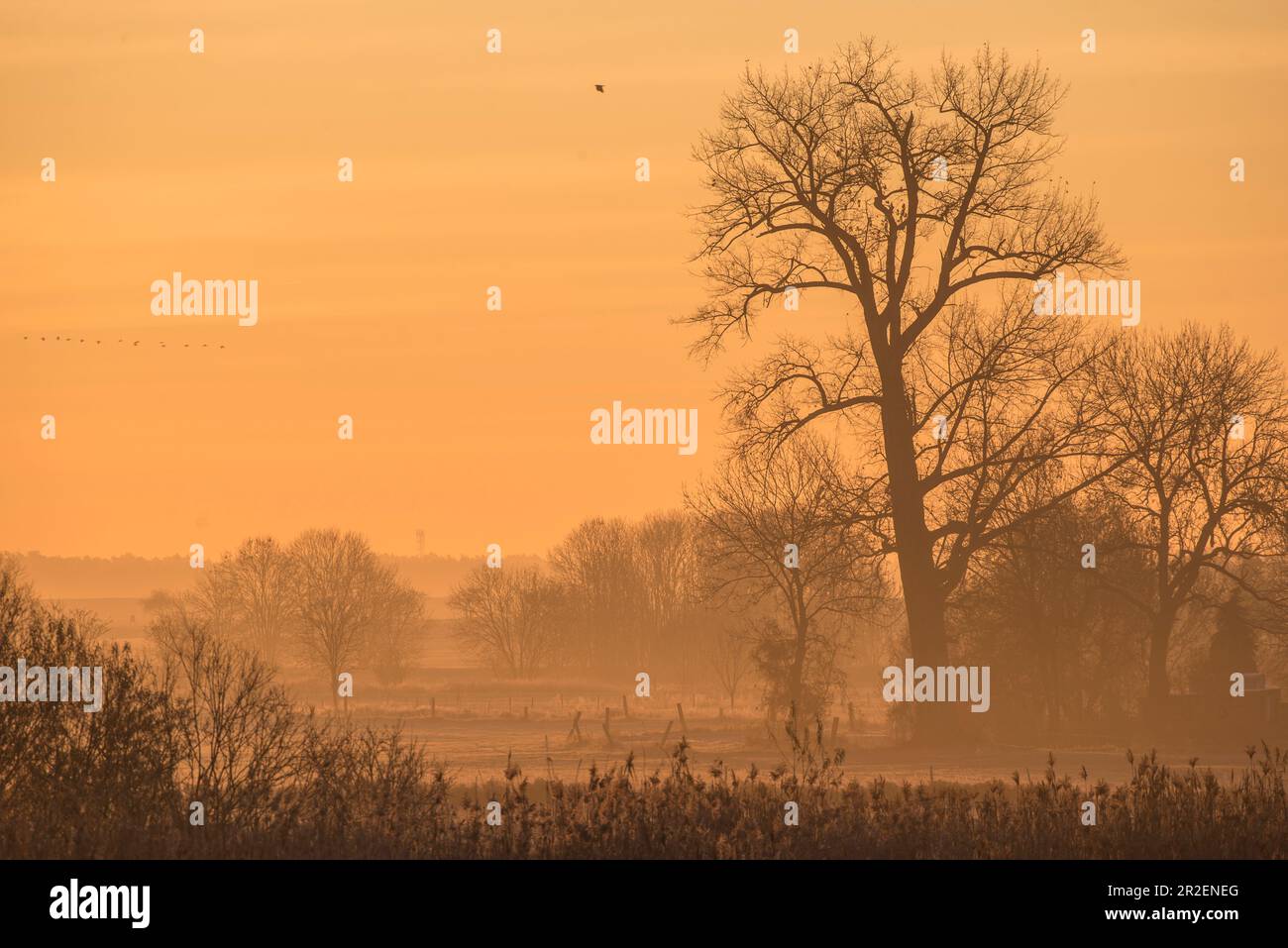 Tree silhouettes in the red light of the rising sun. Birds fly through ...