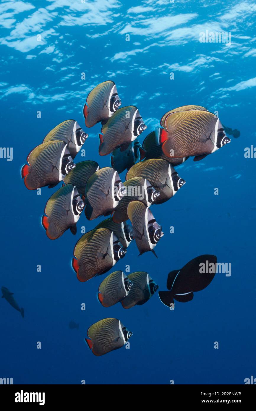 Shoal of collared butterflyfish, Chaetodon collare, Felidhu Atoll ...