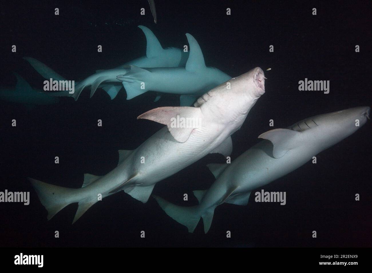 Nurse sharks at night, Nebrius ferrugineus, Felidhu Atoll, Indian Ocean ...