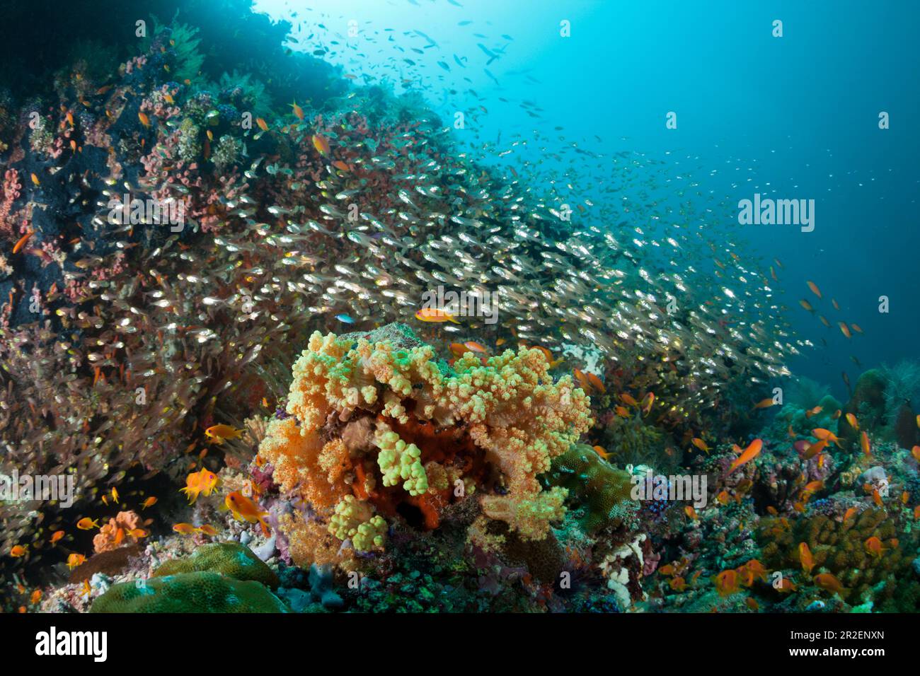 Shoal of glass fish on the reef, Parapriacanthus ransonneti, Ari Atoll ...