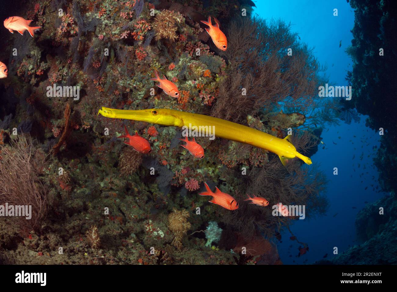 Yellow Trumpet Fish, Aulostomus chinensis, Ari Atoll, Indian Ocean ...