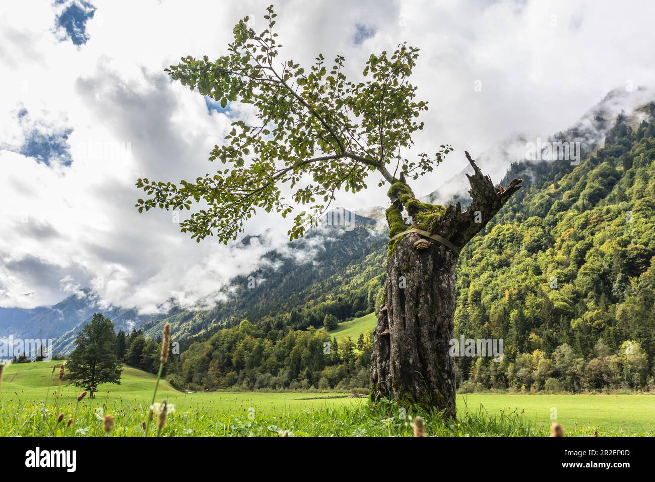 Old tree, new shoots, broken by lightning, standing alone in a meadow ...