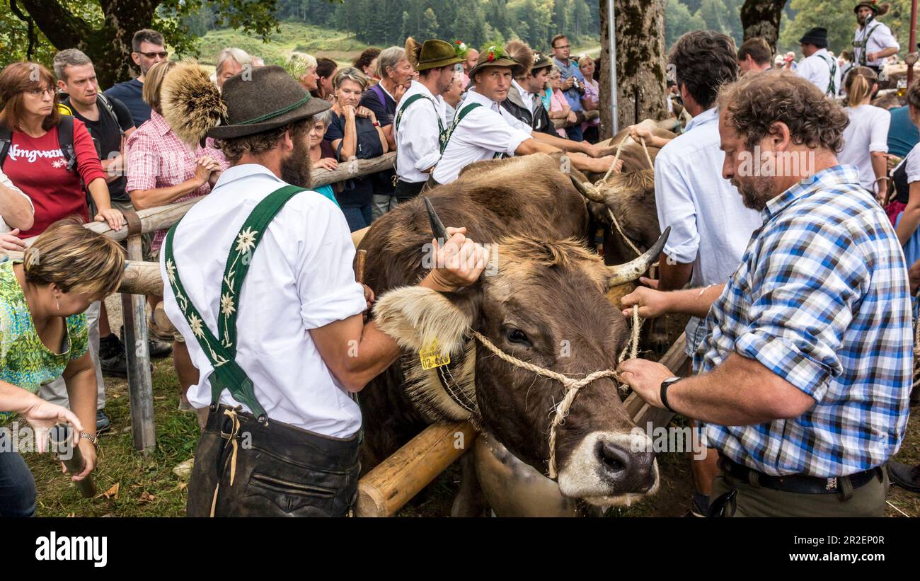 Human cow costume hi-res stock photography and images - Alamy