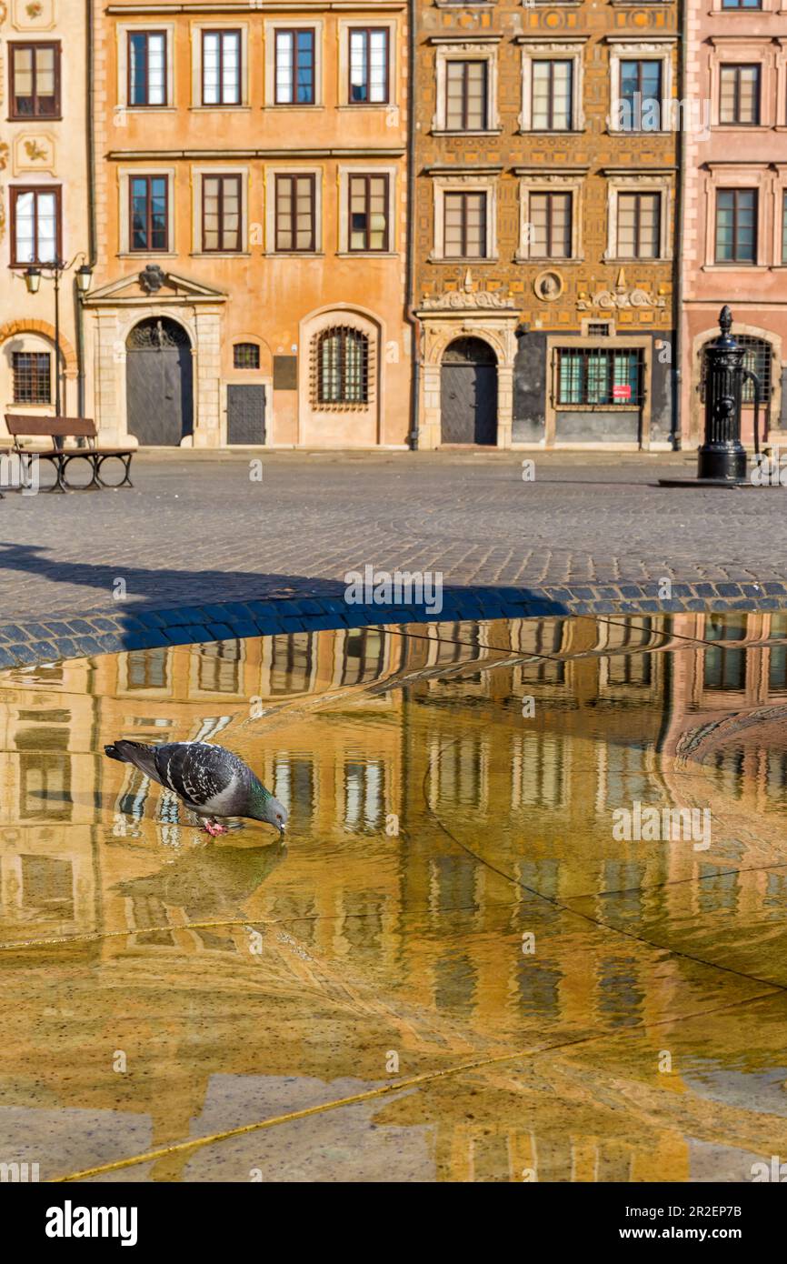 Old town market square, pigeon drinking from the fountain at the base ...