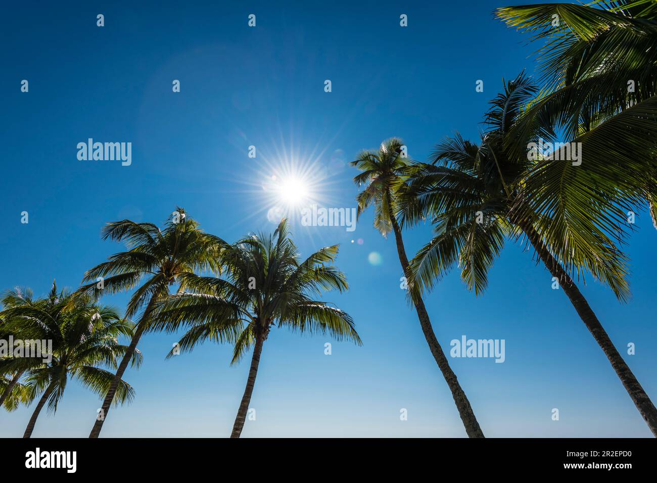 Palm trees backlit hi-res stock photography and images - Alamy