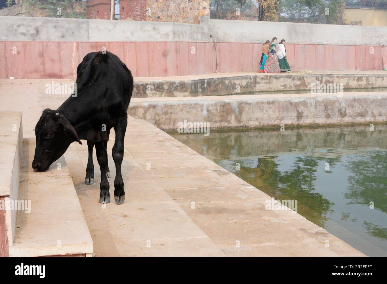 2015, Holy cow at Pavan Sarovar Nandgoan / Nandagram, Vrindavan, Uttar ...