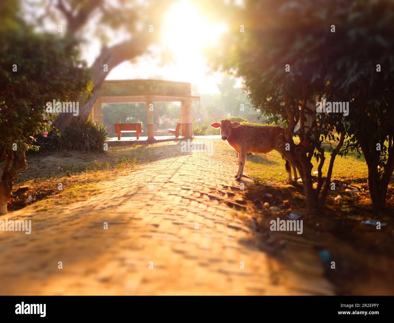 2018, Govardhan, Vrindavan, Uttar Pradesh, India, cow on the pilgrimage ...