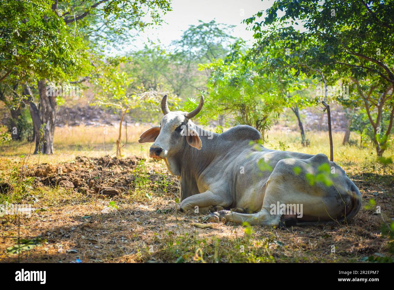 2019, Govardhan, Vrindavan, Uttar Pradesh, India, holy cow on the ...