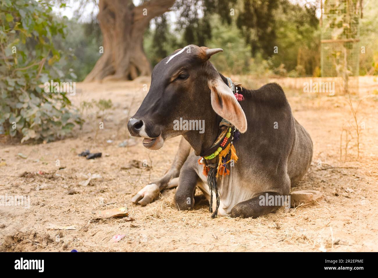 2019, Govardhan, Vrindavan, Uttar Pradesh, India, cow on the pilgrimage ...