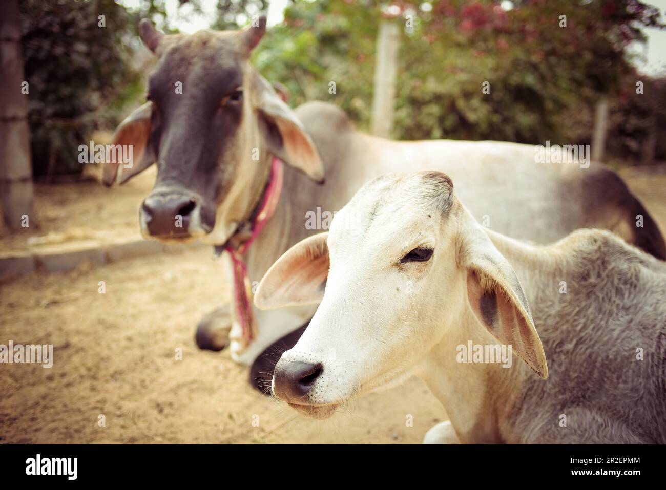 2019, Govardhan, Vrindavan, Uttar Pradesh, India, cows on the ...