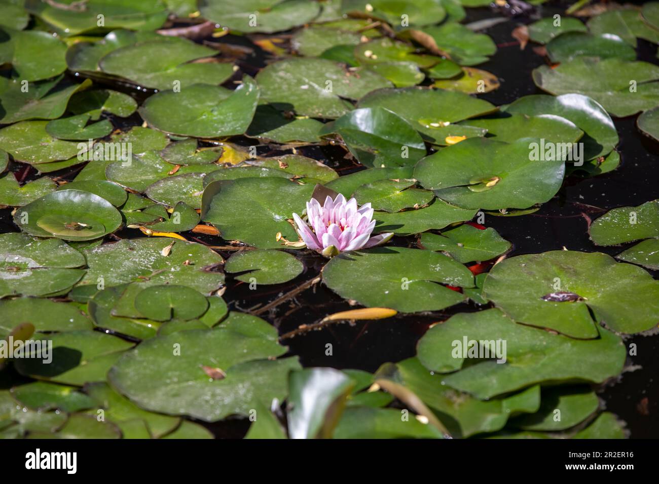 Big leaves and flowers of the pink Collosea water lily and nishikigoi ...