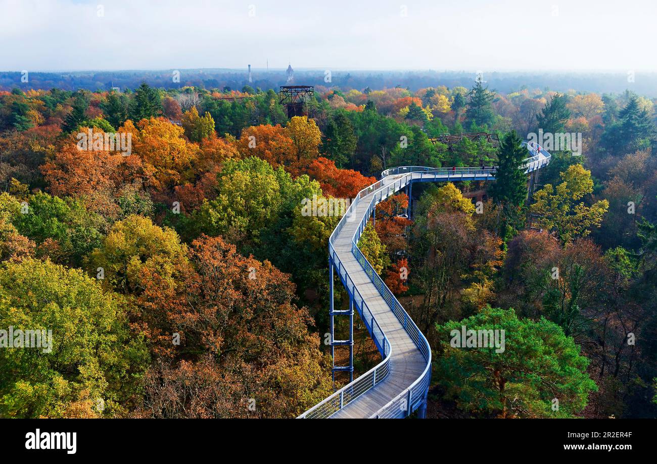 Tree top path in Beelitz-Heilstätten, Brandenburg, Germany Stock Photo ...
