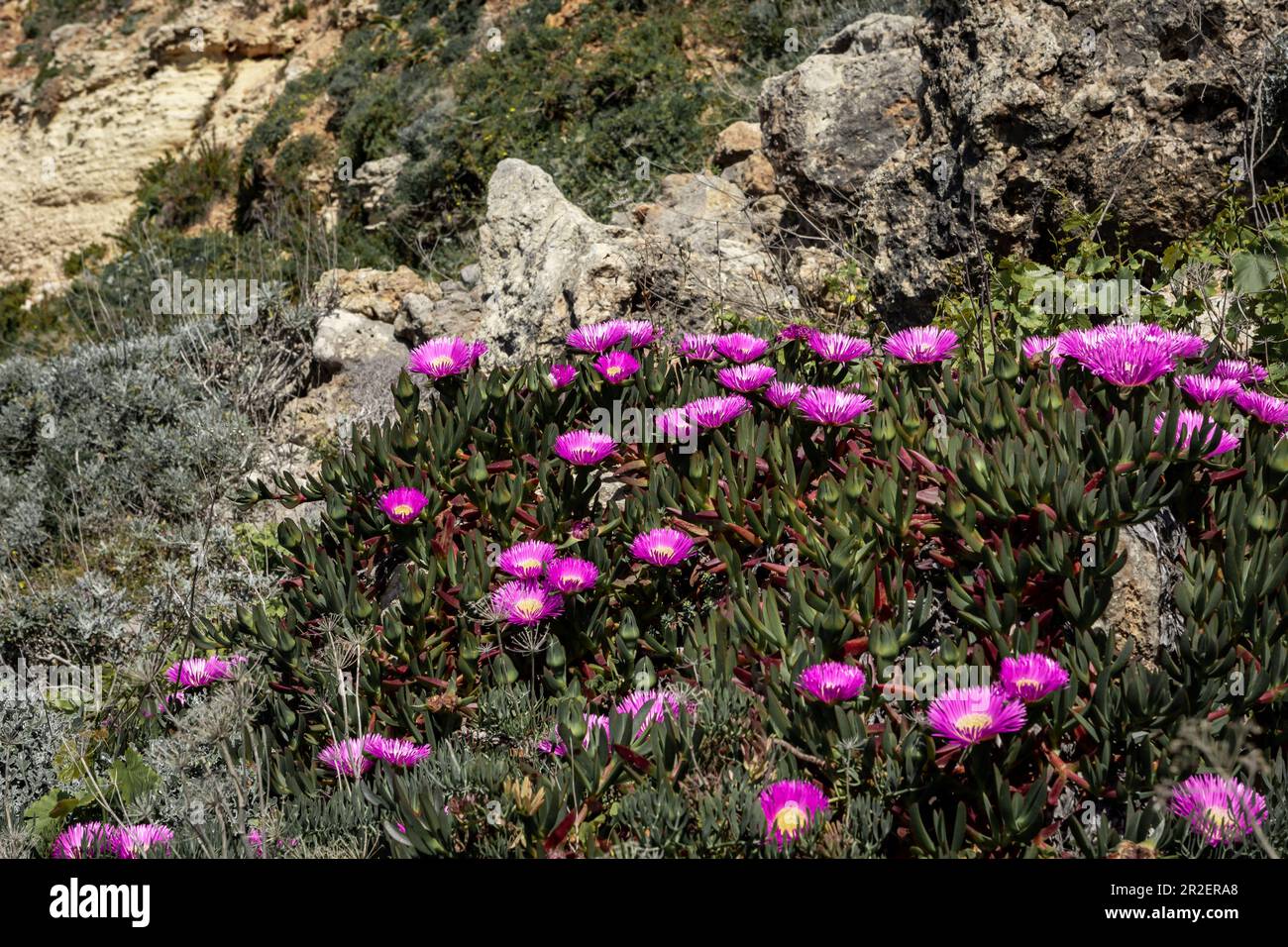 Pink flowers of a pigface (Carpobrotus edulis), mediterranean succulent ...