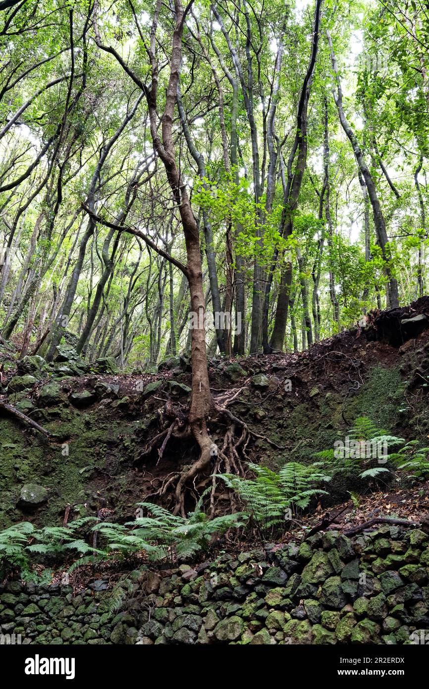 Roots rocks ivy hi-res stock photography and images - Alamy