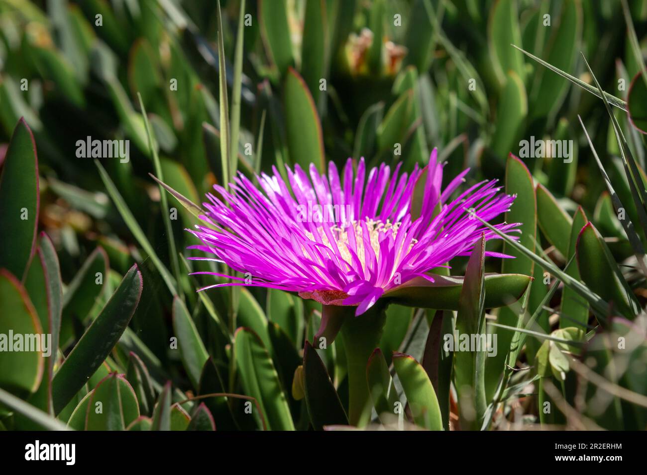 Pink flowers of a pigface (Carpobrotus edulis), mediterranean succulent ...