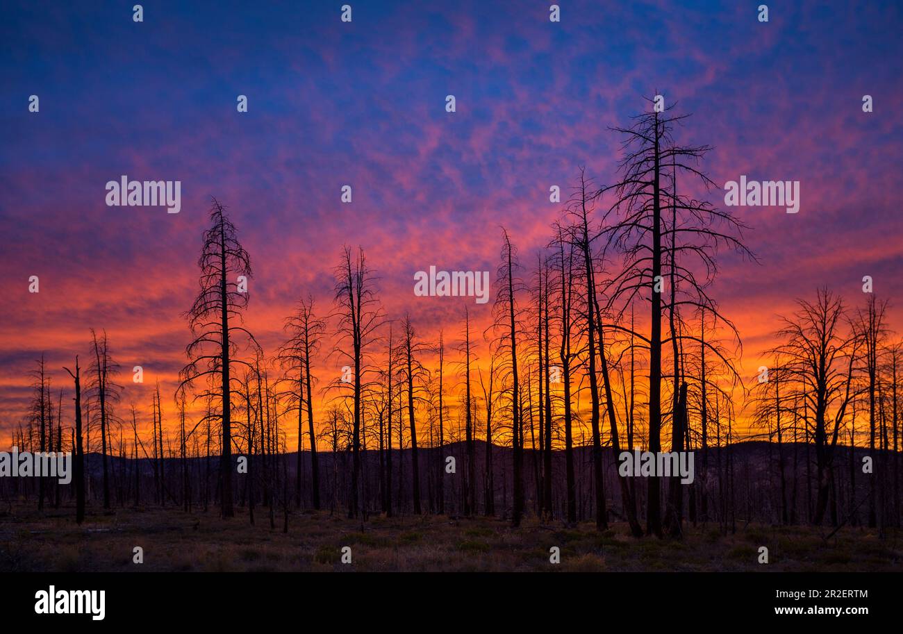 Burned down tree hi-res stock photography and images - Alamy