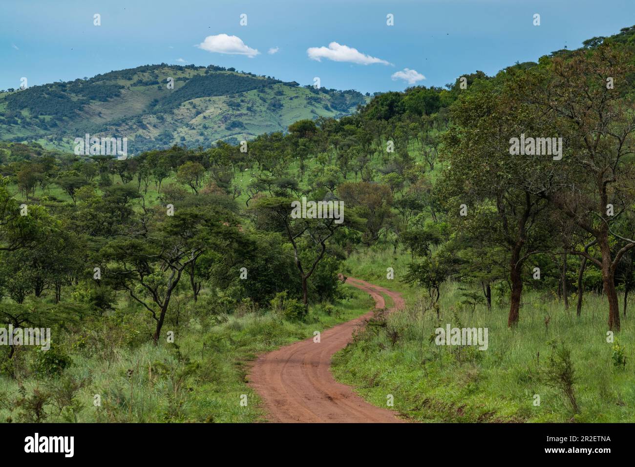 Dirt road through lush grasslands with trees, Akagera National Park ...