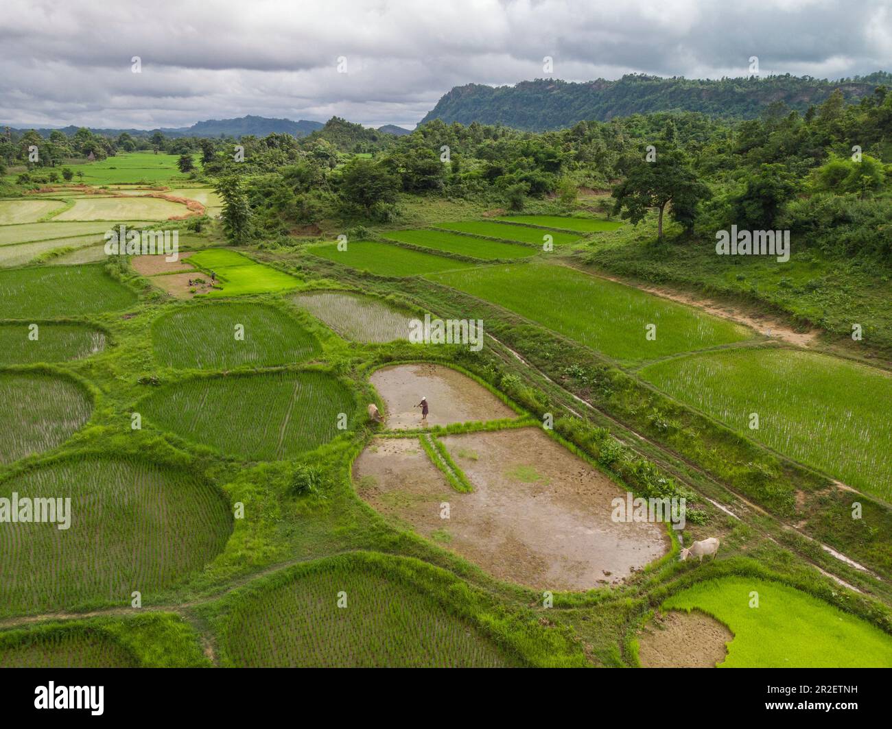 Aerial of workers harvesting rice plants from lush field, Kalewa ...