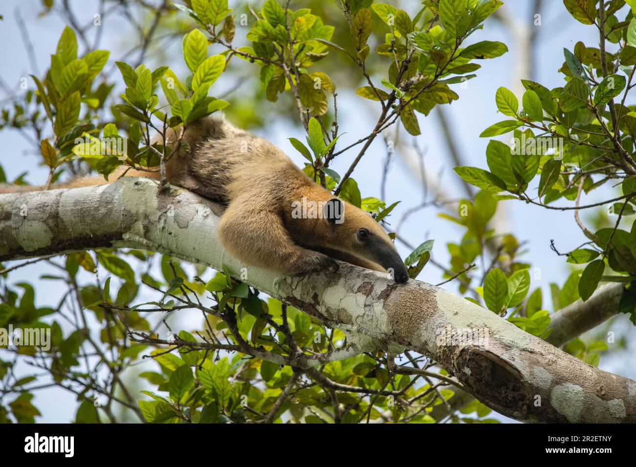 A southern tamandua (Tamandua tetradactyla) perches on the branch of a ...