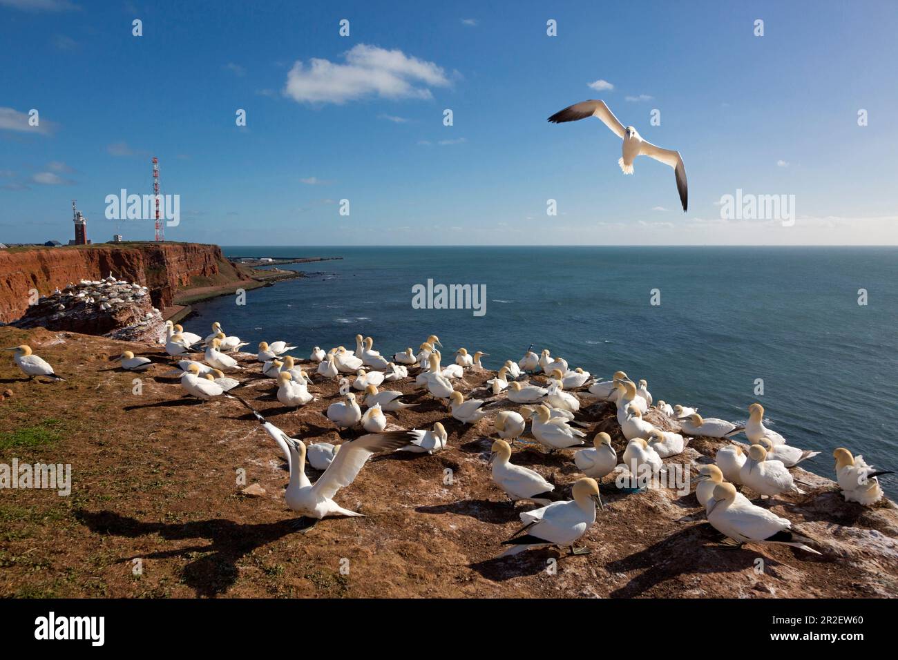 Brooding Northern Gannets (Morus bassanus) on the Lummenfelsen ...