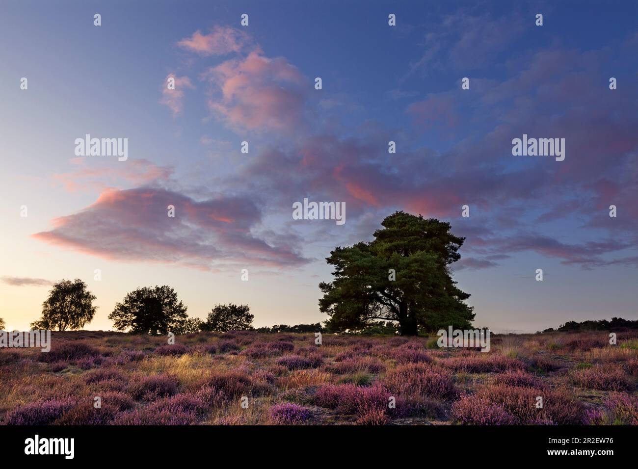 Heather in the Westruper Heide, Münsterland, North Rhine-Westphalia ...