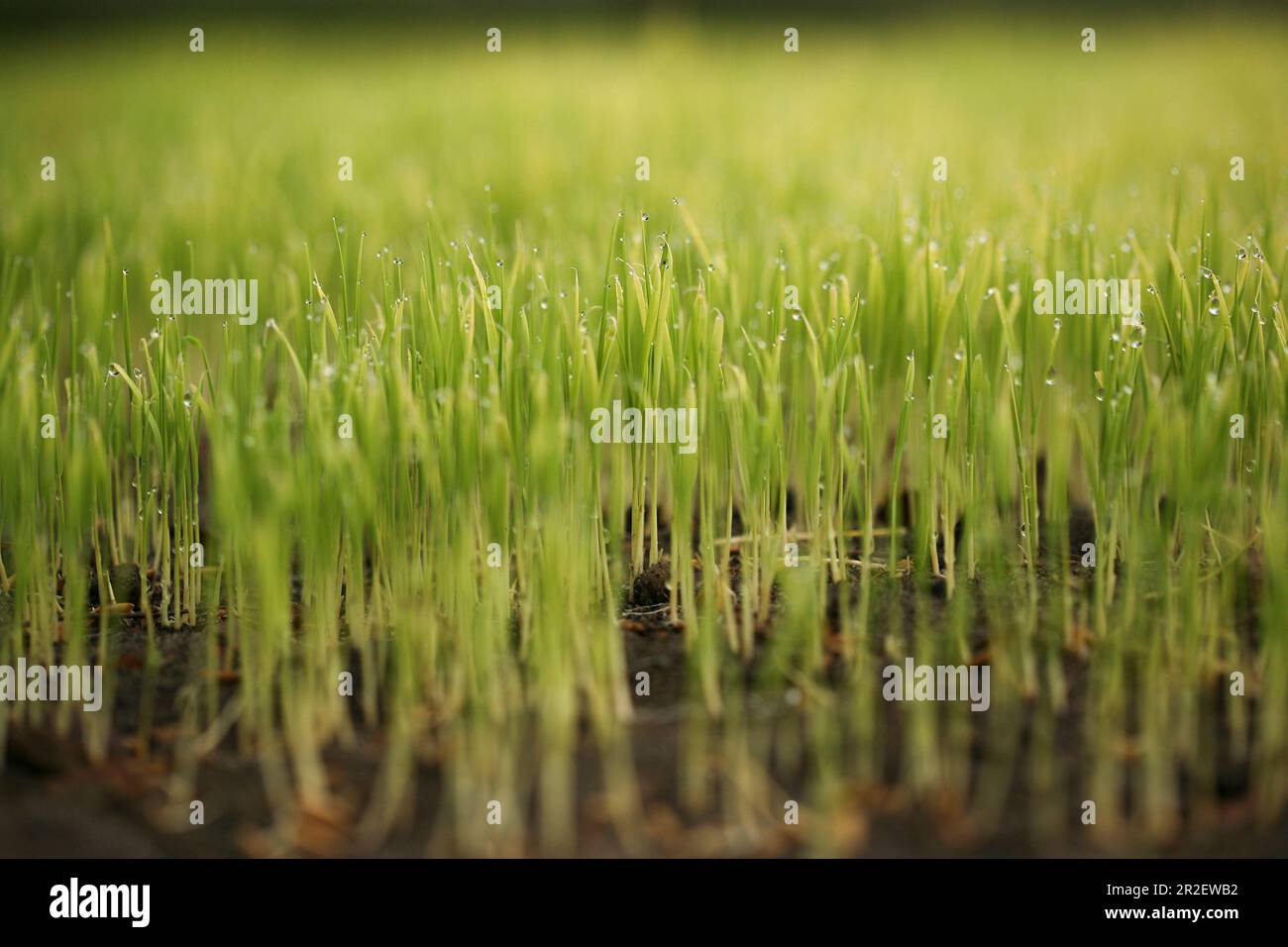 green rice plant in macro photography.fertile rice plant in rice field ...