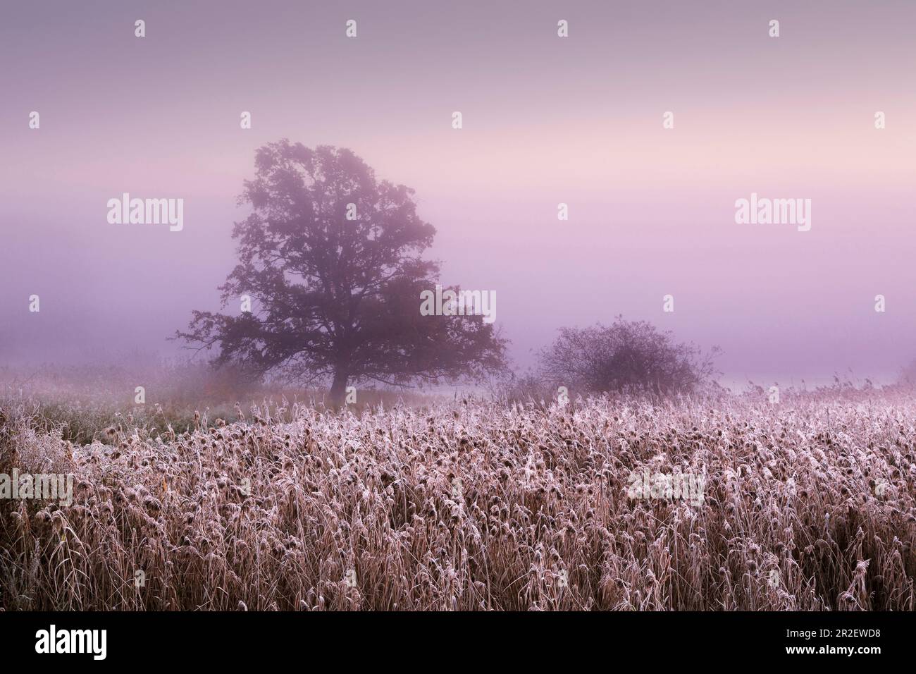 Hoar frost, oak and reeds in the fog, Oderbruch, Brandenburg, Germany ...