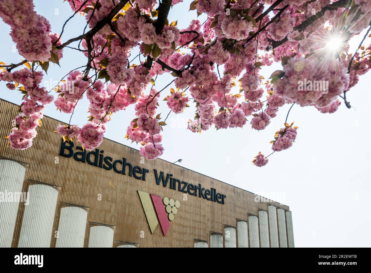 Baden wine cellar, Breisach am Rhein, Breisgau, Black Forest, Baden ...