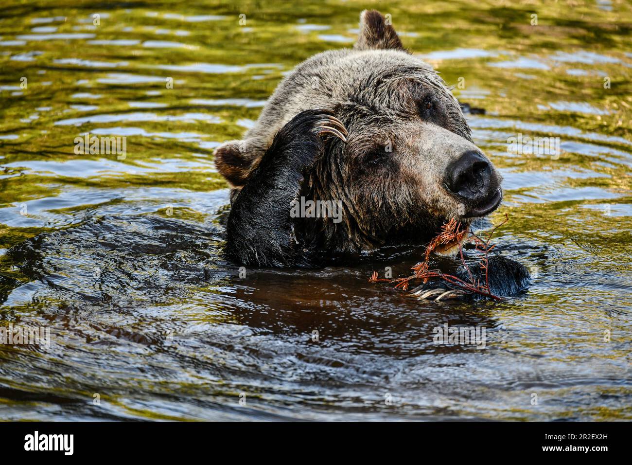 Bear is lying in the water and scratching his head. Heines; Alaska ...