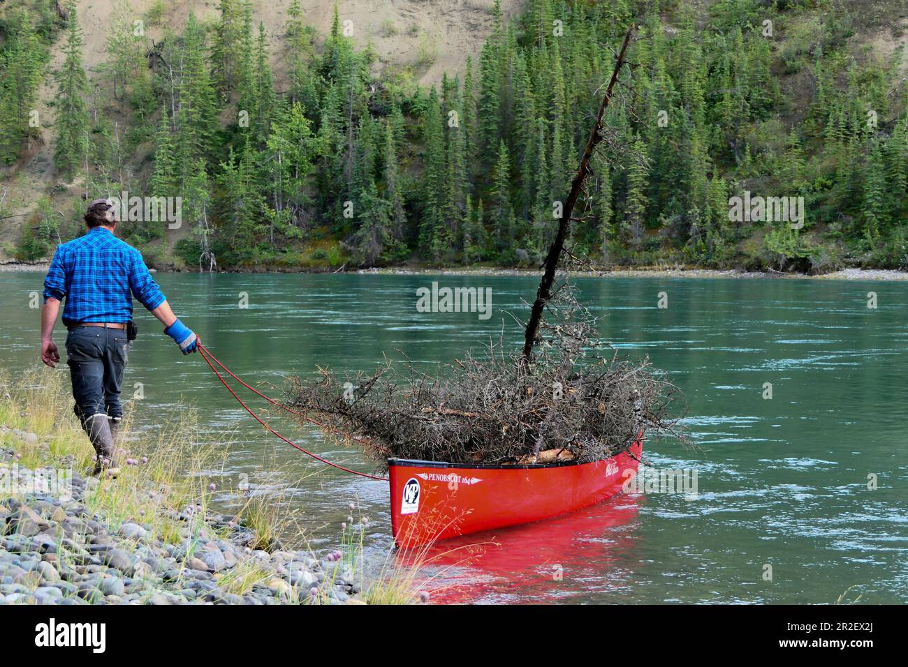 Man pulls his red canoe loaded with wood over the Yukon River, Canada ...