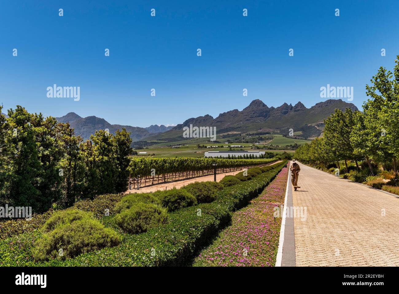 Cavalli Wine Estate, Stellenboch, Cape Winelands, South Africa, Africa ...