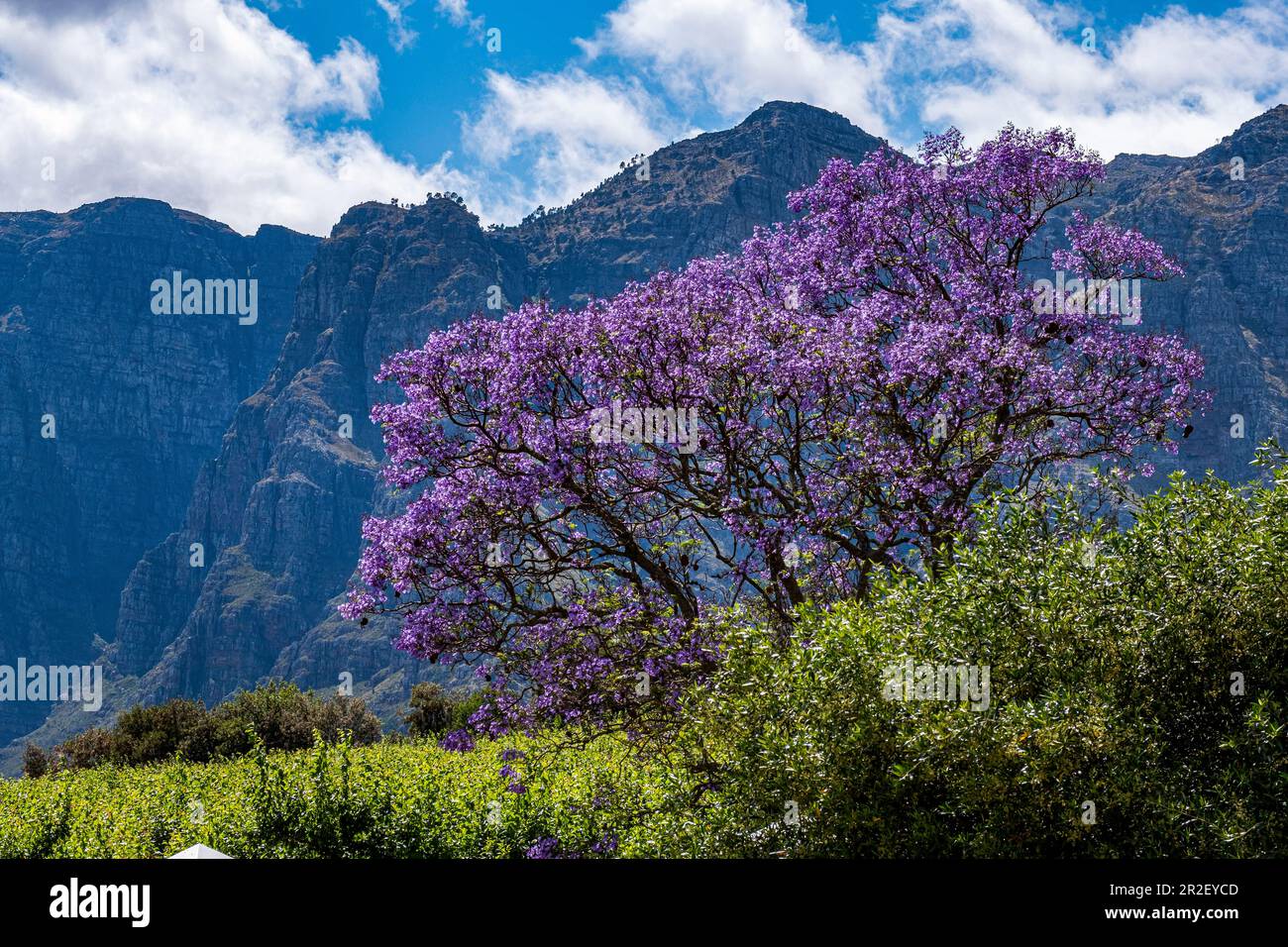 Flowering jacaranda trees at the Clouds Estate winery, Stellenbosch, Cape Winelands, South ...