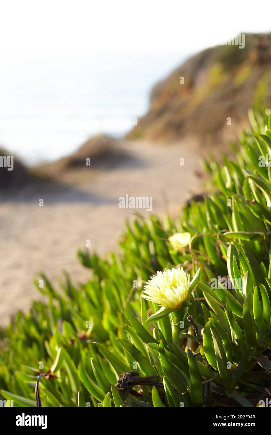Succulents with flower on Big Sur beach. California, United States ...