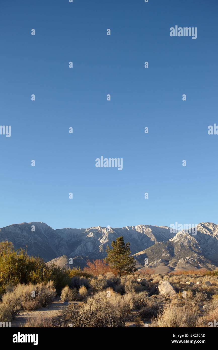 Steppe landscape in front of the White Mountains, Eastern Sierra ...
