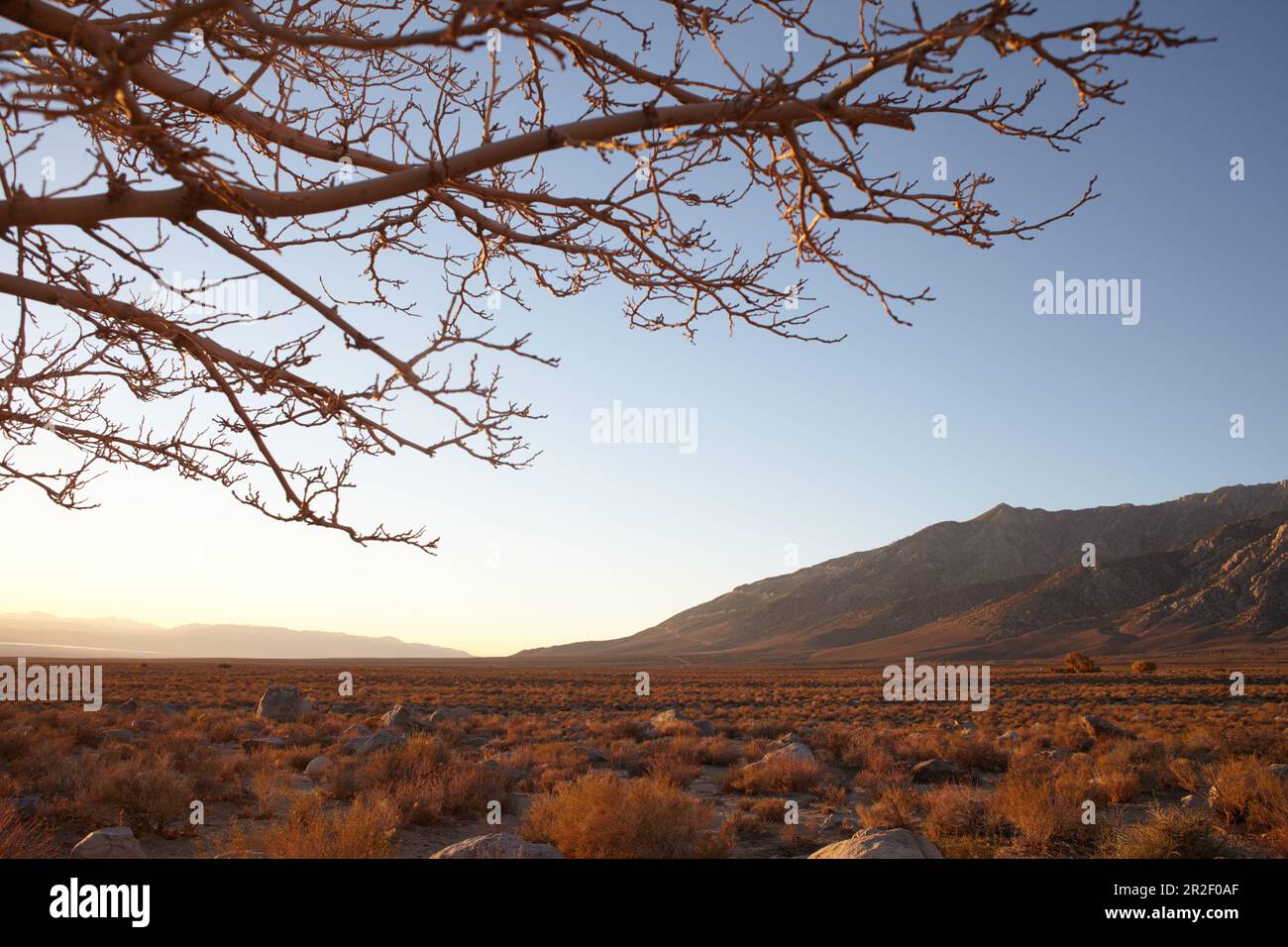 Sunset with branches against the steppe landscape in front of the White ...
