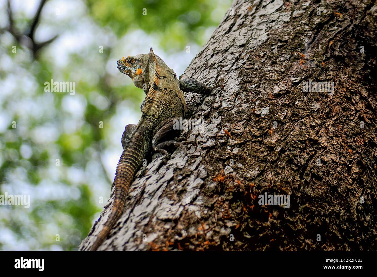 Lizard observes the surroundings from the tree. Puerto Viejo; Talamanca ...