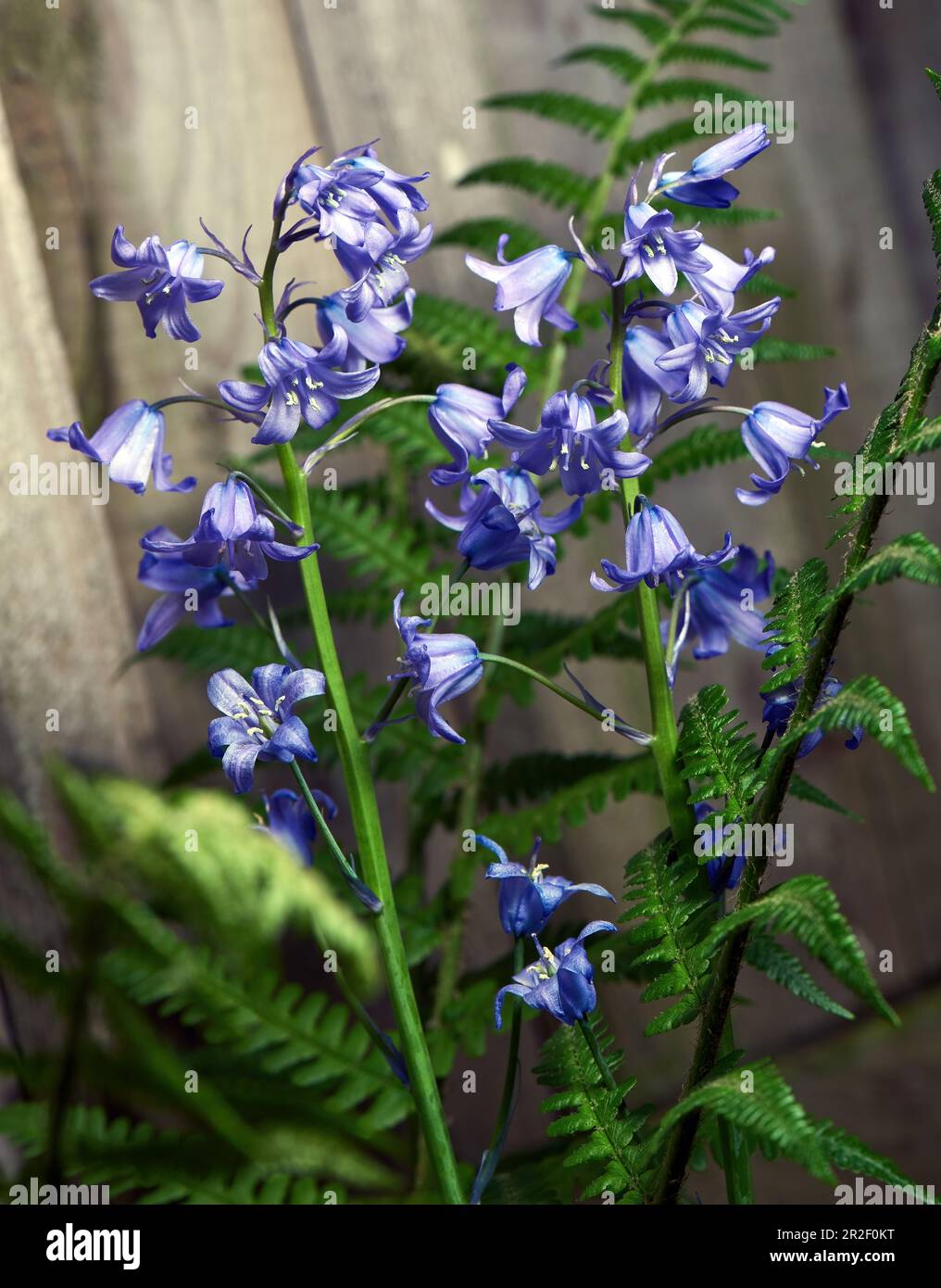 Beautiful bluebells best hi-res stock photography and images - Alamy