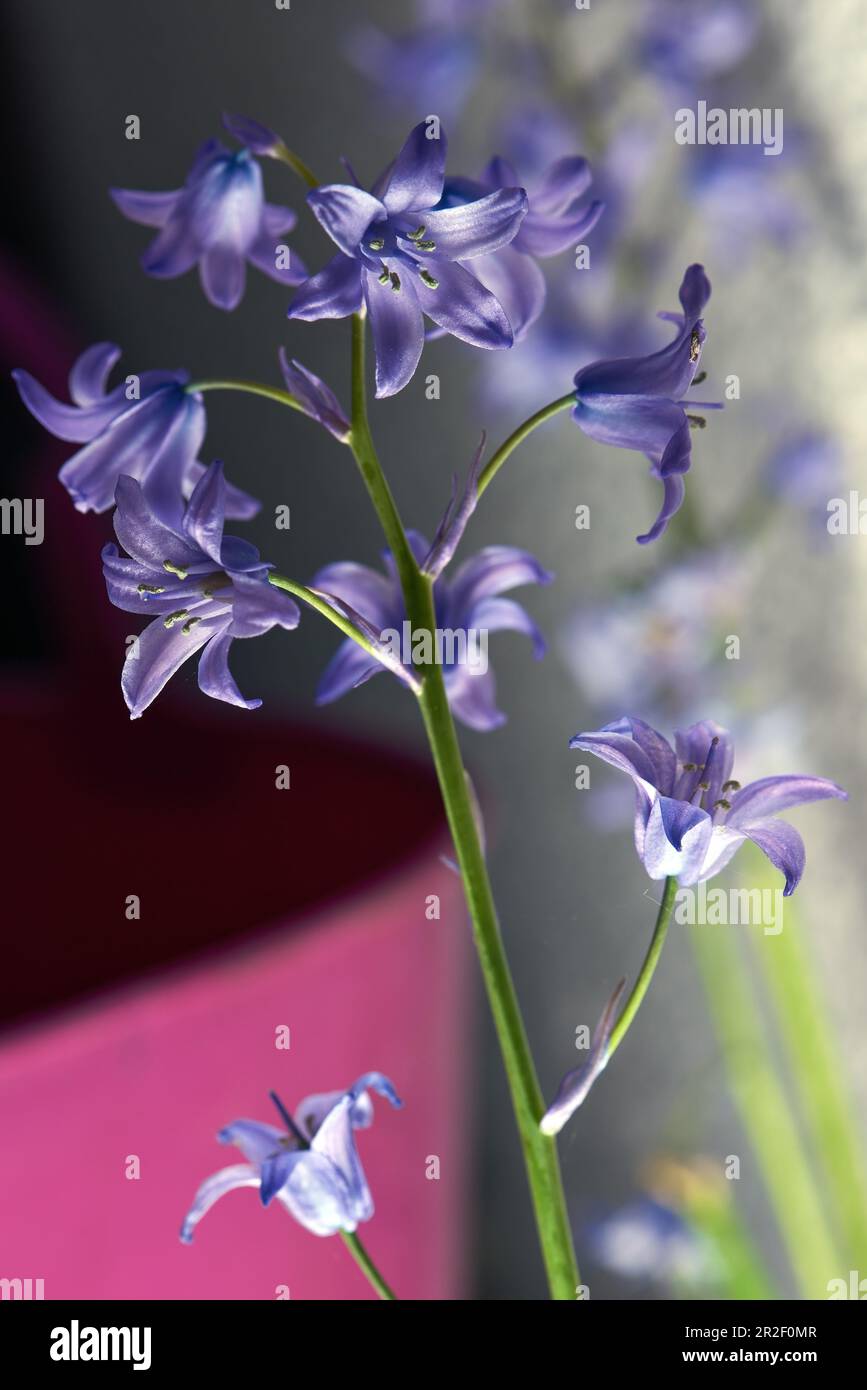 Beautiful bluebells best hi-res stock photography and images - Alamy