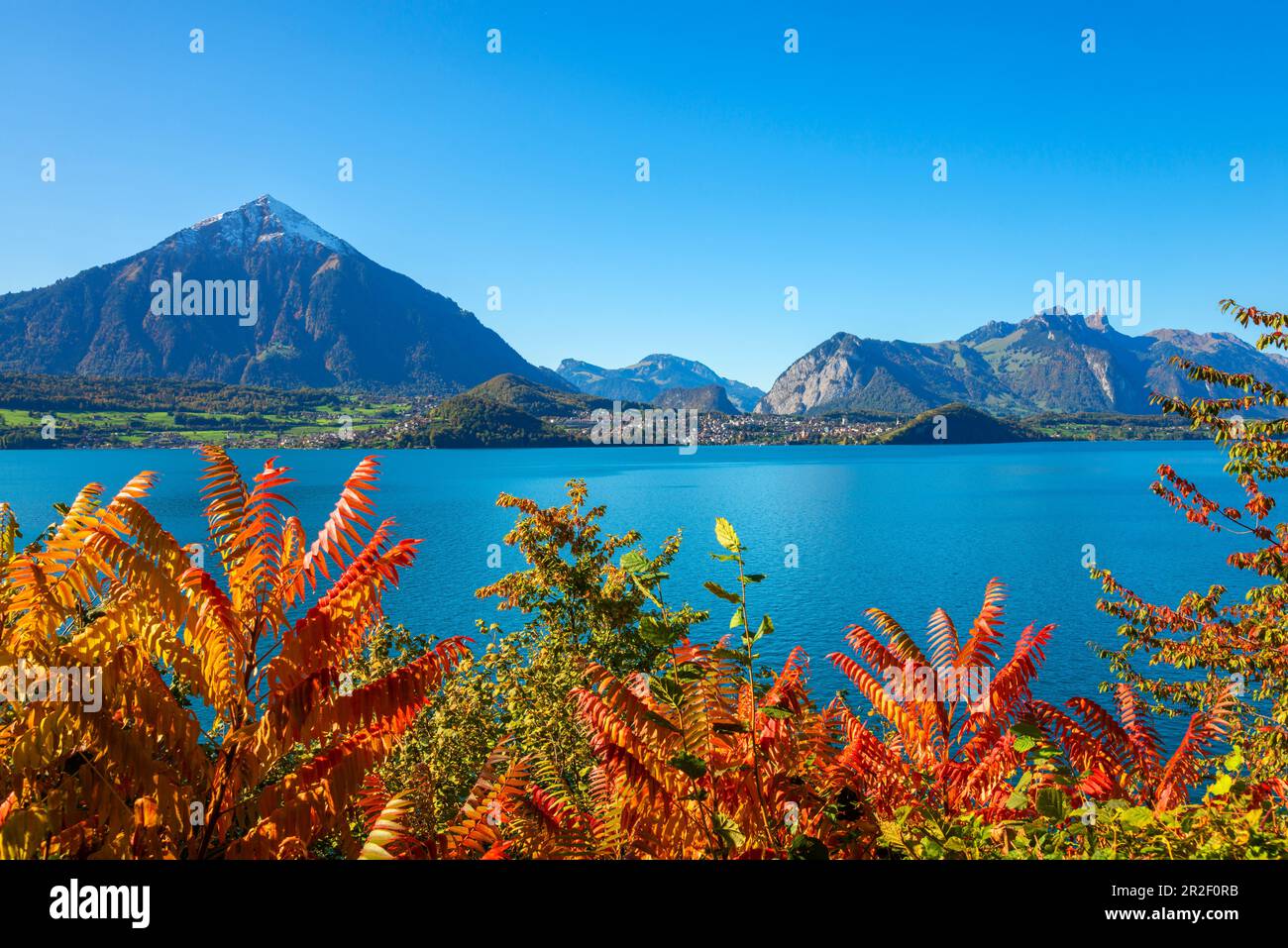 View from Gunten over Lake Thun to Spiez. the Niesen and the Stockhorn ...