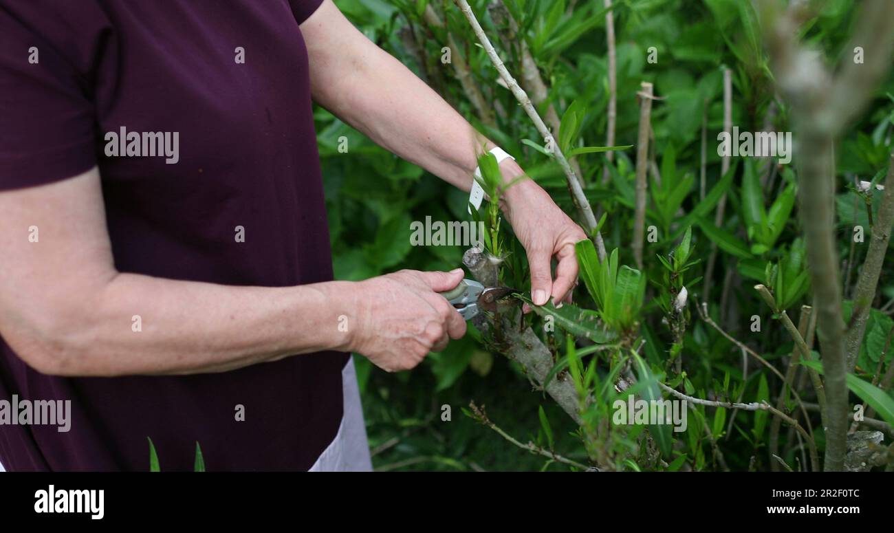 Elderly woman pruning tree branches hi-res stock photography and images ...