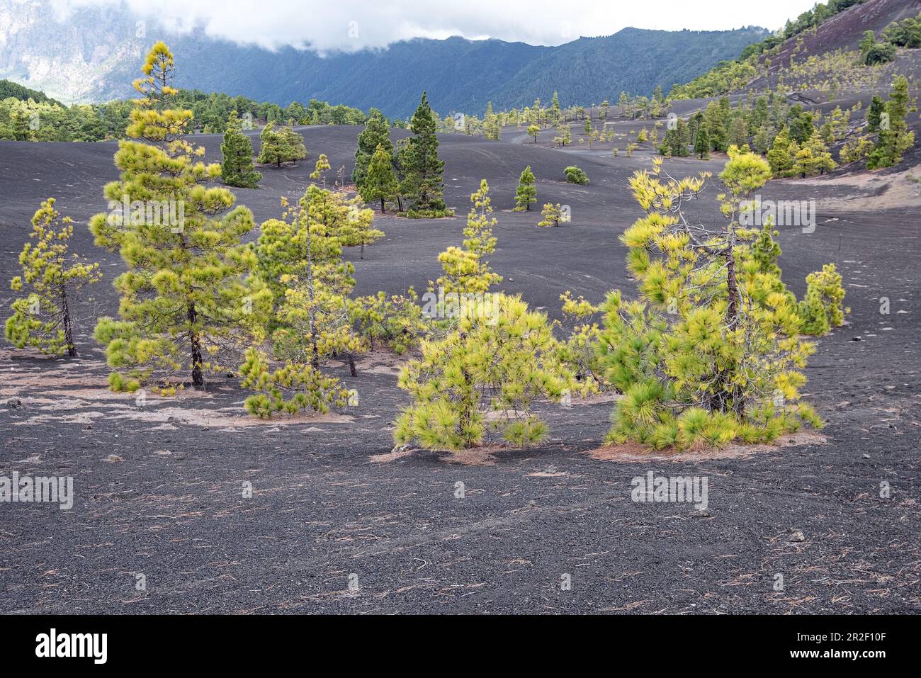 Volcano landscape at Llanos del Jable, in the background the Cadera de ...