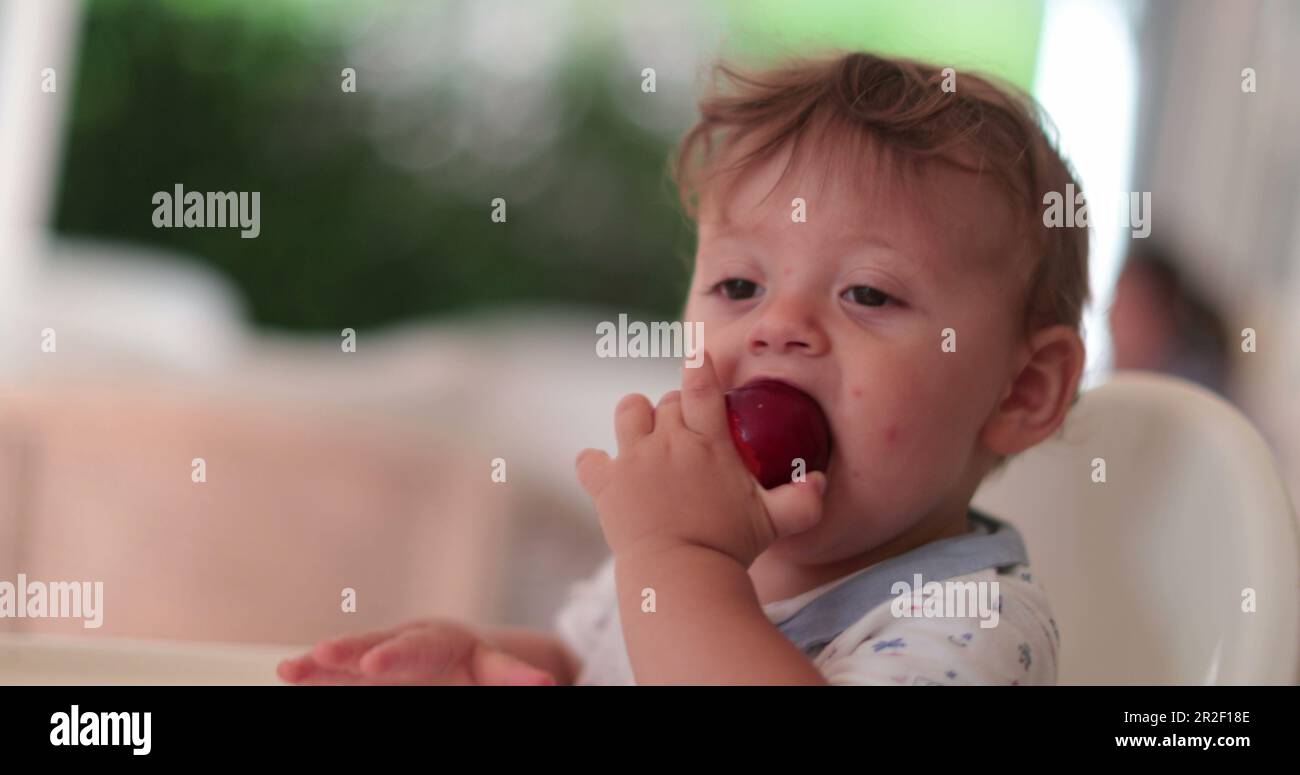 Cute baby grabbing plum fruit dessert and taking a bite Stock Photo - Alamy