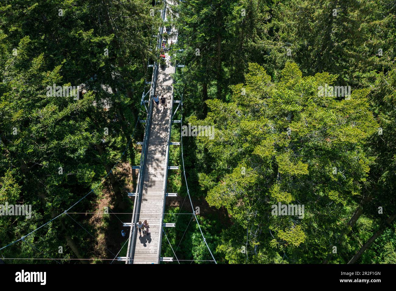 Tree top path, Allgäu Skywalk, Scheidegg, Allgäu, Swabia, Bavaria ...
