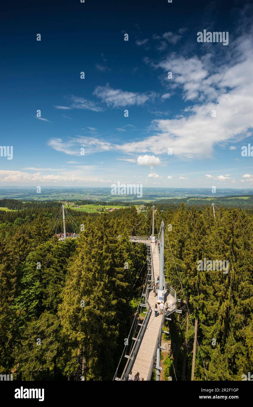 Tree top path, Allgäu Skywalk, Scheidegg, Allgäu, Swabia, Bavaria ...