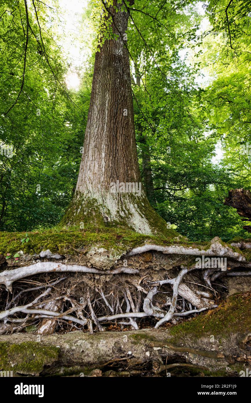 Tree and roots on the shore, at Bodman, Lake Constance, Baden ...