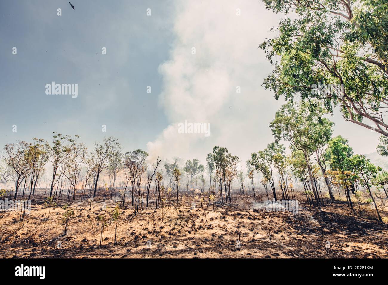 Brush fire in the Northern Territory near Darwin; Northern Territory ...