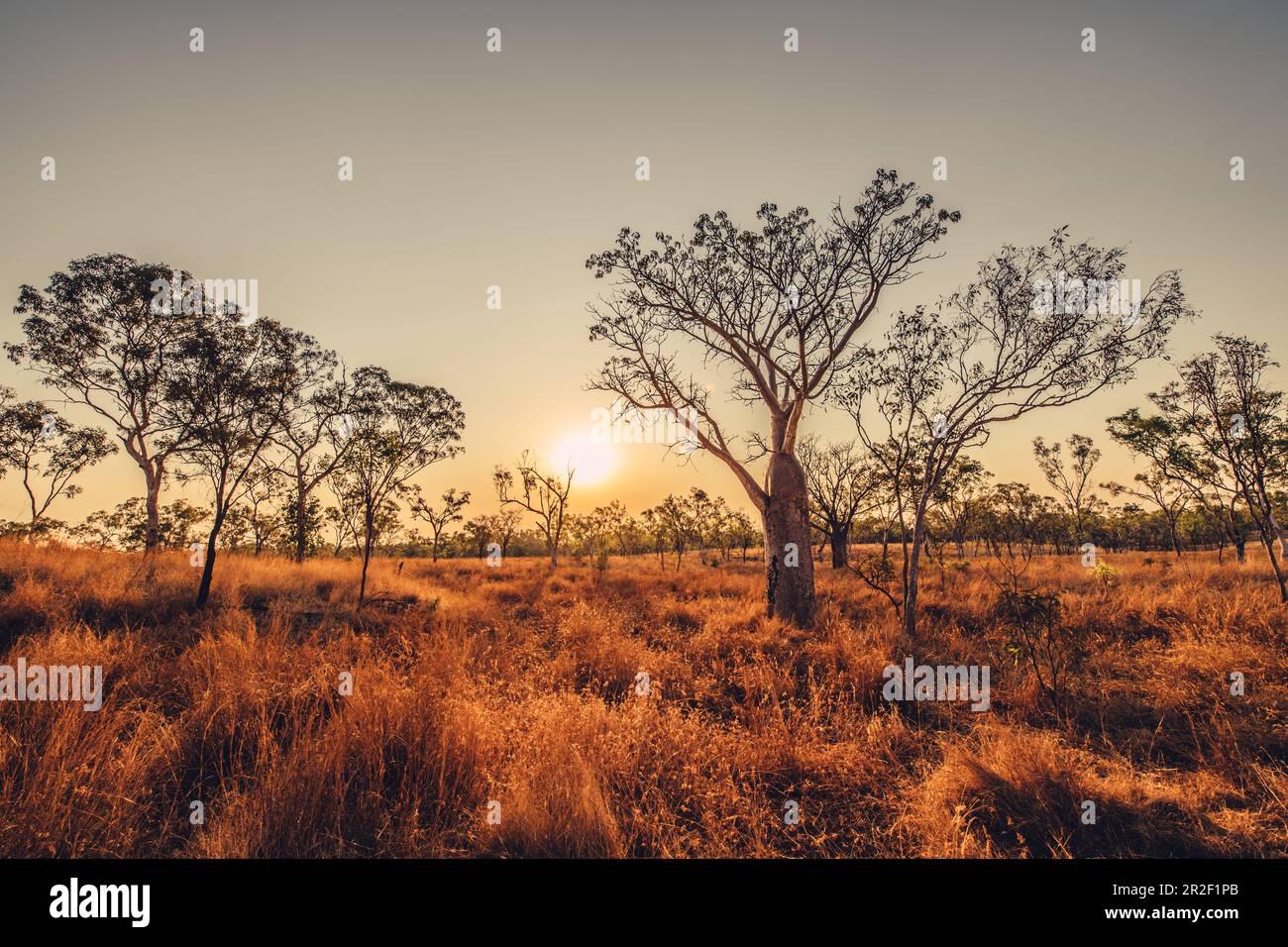 Boab tree in the Kimberley region, Western Australia, Oceania Stock ...