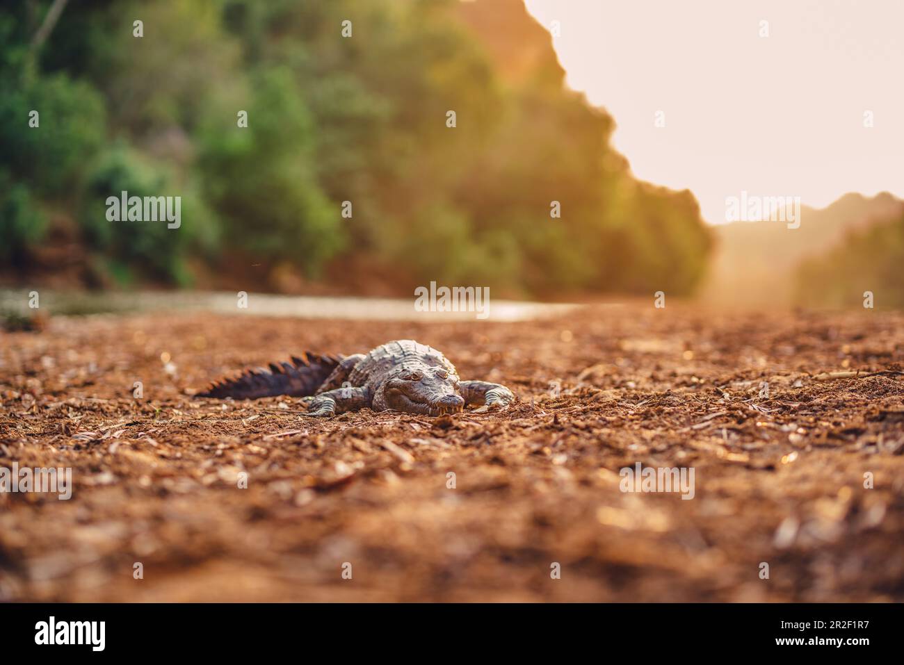 Crocodile on the river in Windjana Gorge National Park in the Kimberley ...