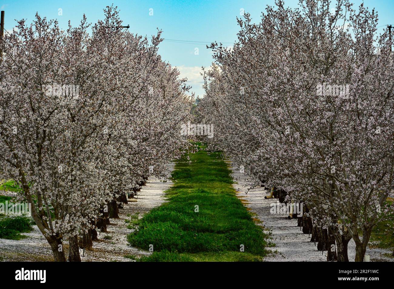 Flowering almond trees on a farm near Winters, California, USA Stock ...