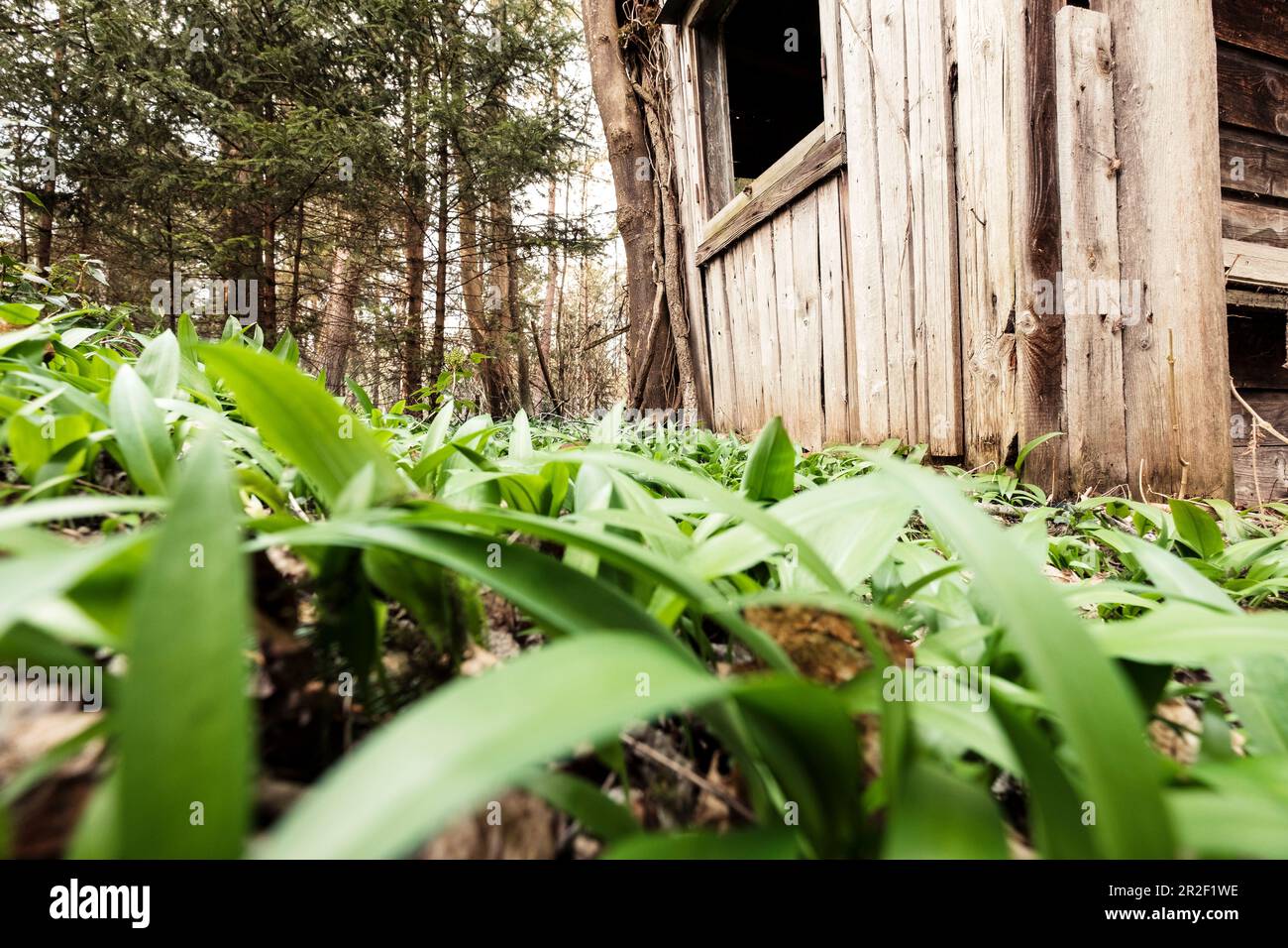 Wild garlic and shed in the forest, Berg am Starnberger See, Bavaria ...